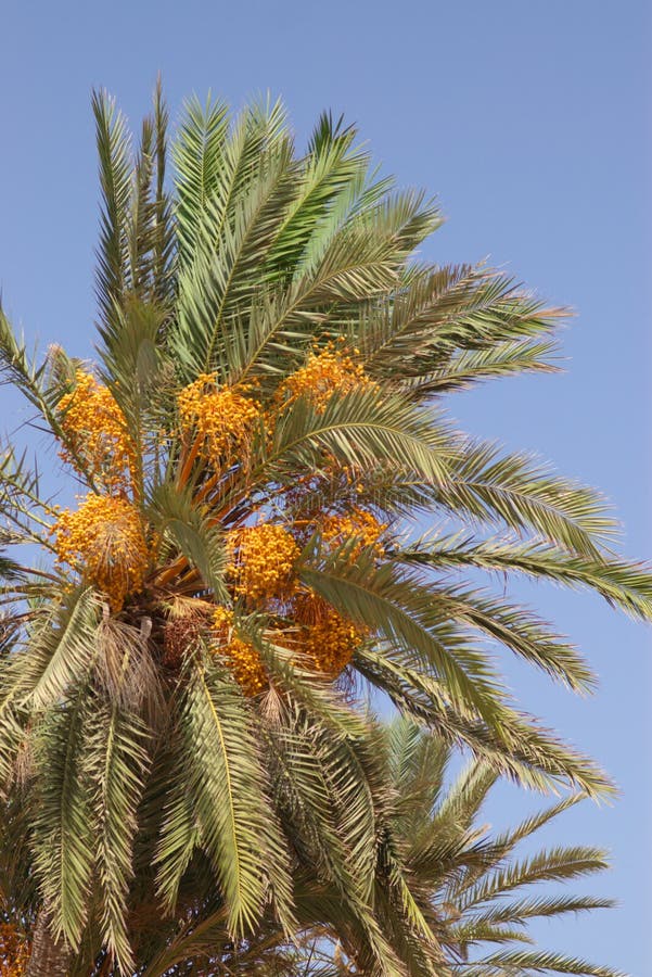 Date palm tree stock image. Image of date, dates, desert - 6492819