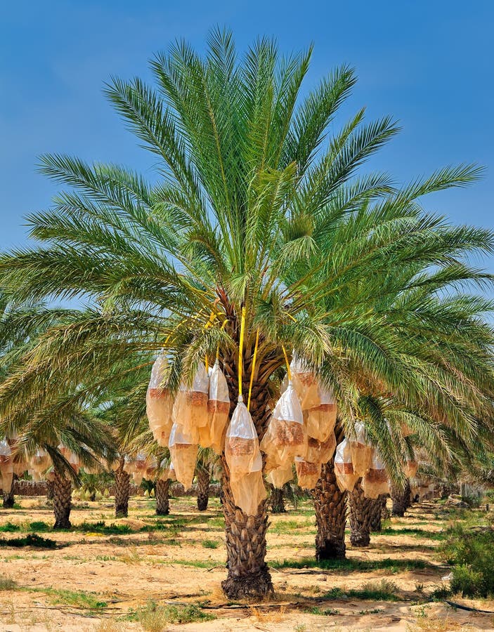 Date palm tree stock image. Image of cultivated, ripe - 6771071