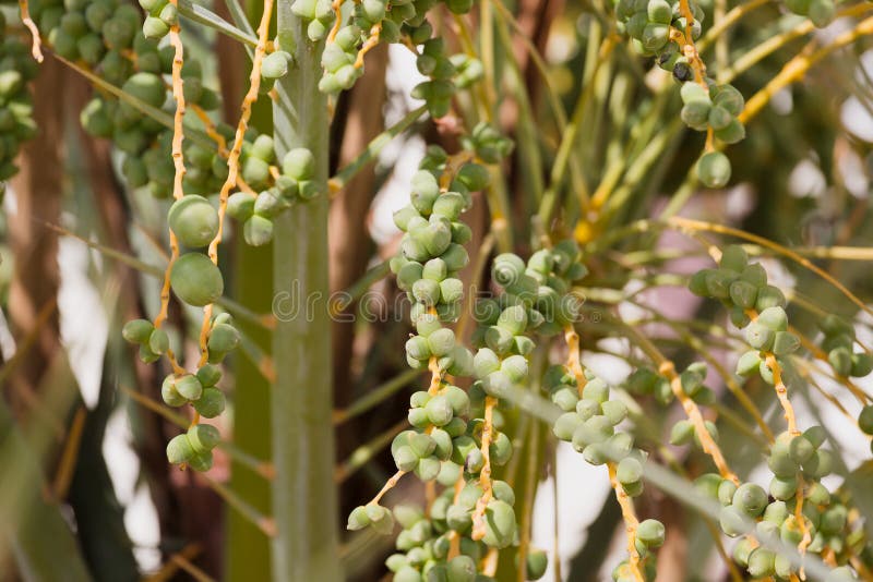 Palm Tree Green Dates Grow on the Branches Date-palm Tree Above Bright ...