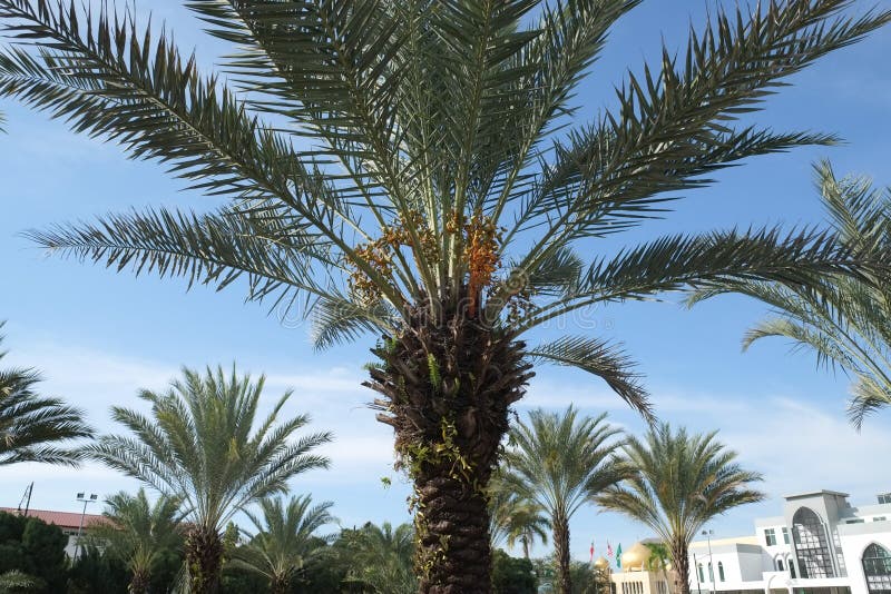 Kurma fresh on tree stock photo. Image of cone, industry - 142231040