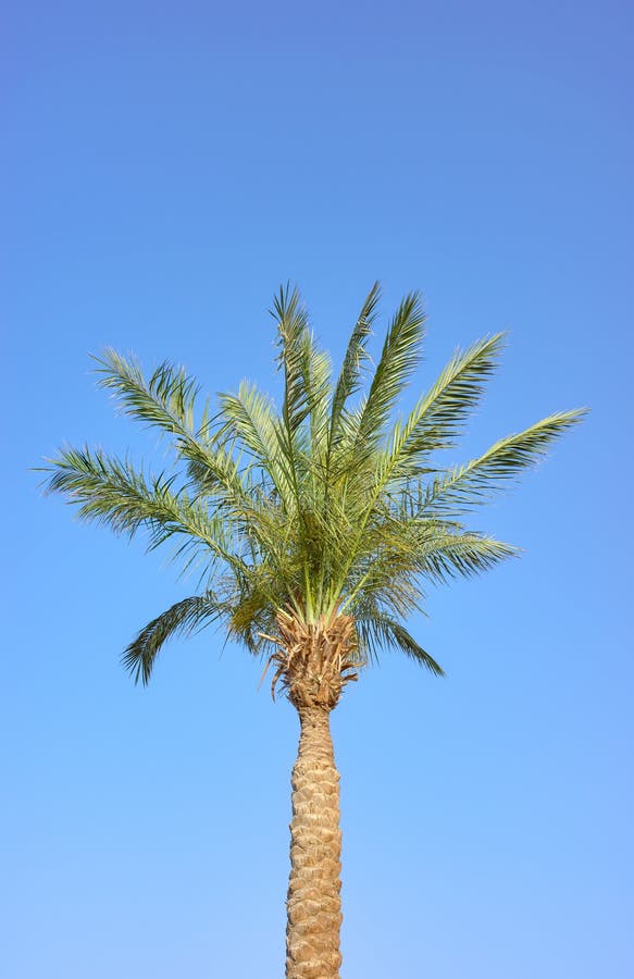 Date Palm Tree Against a Blue Sky Stock Image - Image of blue, green ...
