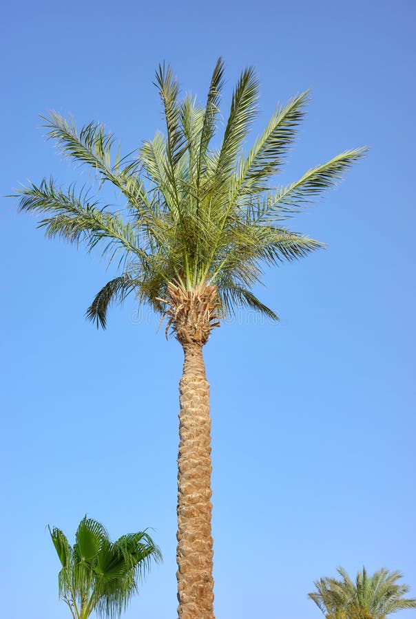 Date Palm Tree Against a Blue Sky Stock Photo - Image of summer, blue ...