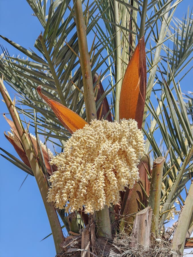 Date Palm Tree with Blooming Male Flowers. Palm Phoenix Dactylifera ...