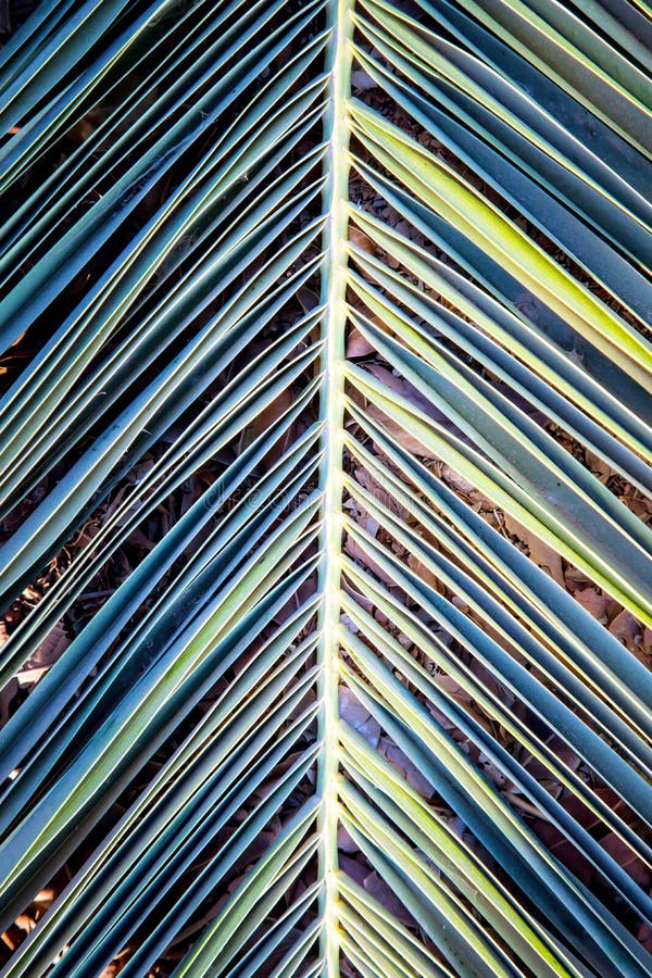 Date palm tree branch stock image. Image of foliage - 134058631