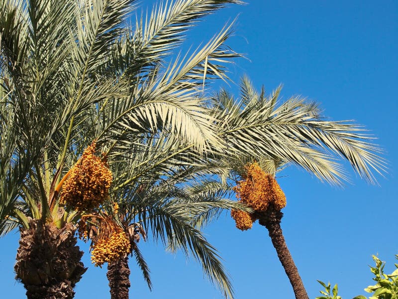 Date palm tree stock photo. Image of brown, healthy, food - 34644790