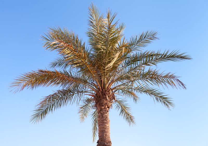 Single Date Palm Tree Isolated on White Stock Image - Image of palm ...