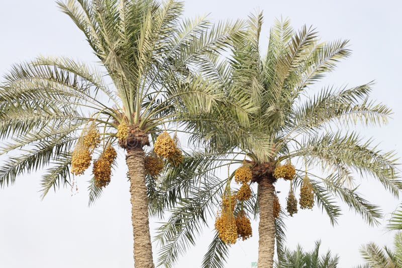 Date Palm Tree with Clusters of Kimri Dates Stock Image - Image of ...