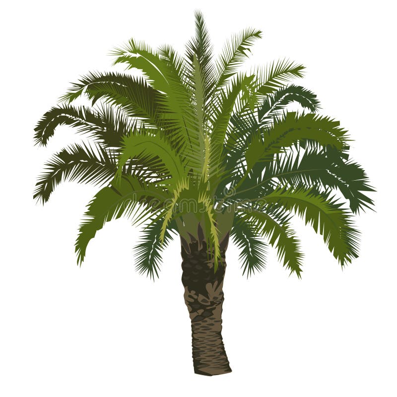 Date Palm Tree Drawing Stock Illustrations – 1,200 Date Palm Tree ...