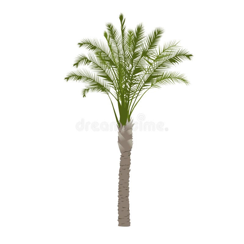 Date palm tree in color stock vector. Illustration of bunch - 84403072