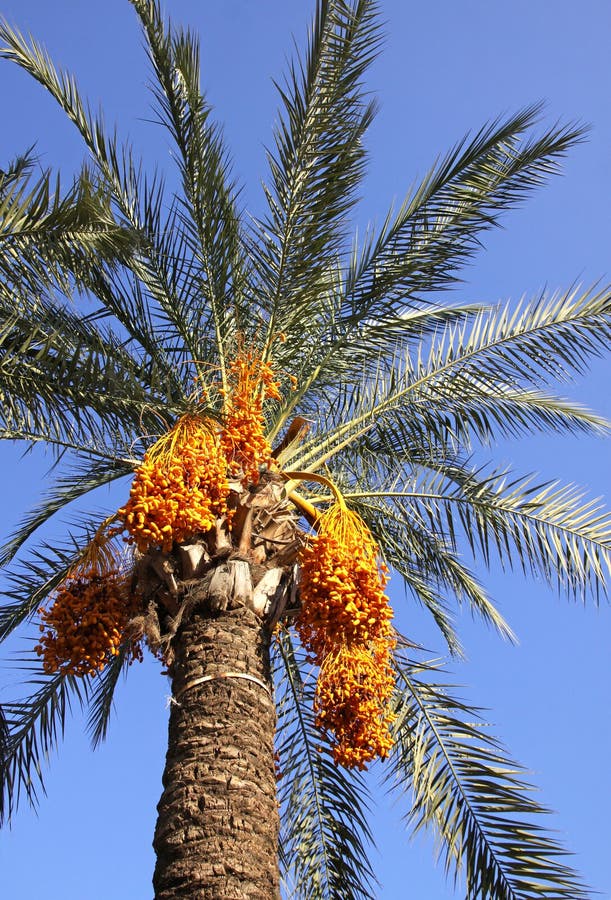 Date palm tree stock image. Image of date, dates, desert - 6492819