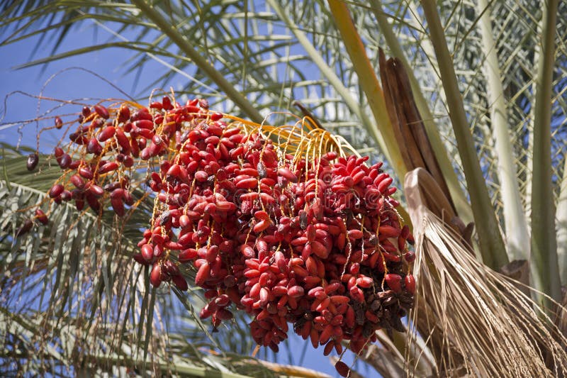Date Palm Tree with Dates on the Background of Blue Sky Stock Image ...