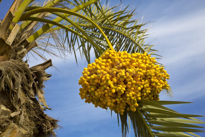 Date Palm Tree with Dates on the Background of Blue Sky Stock Image ...