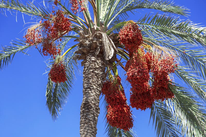 Date Palm Tree with Dates on the Background of Blue Sky Stock Image ...