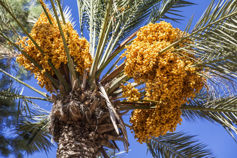 Date Palm Tree with Dates on the Background of Blue Sky Stock Image ...
