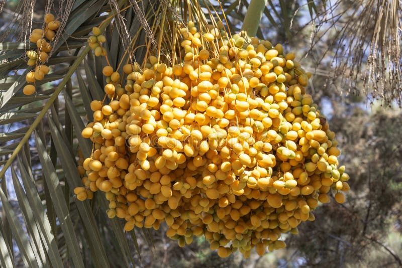 Date Palm Tree with Dates on the Background of Blue Sky Stock Image ...