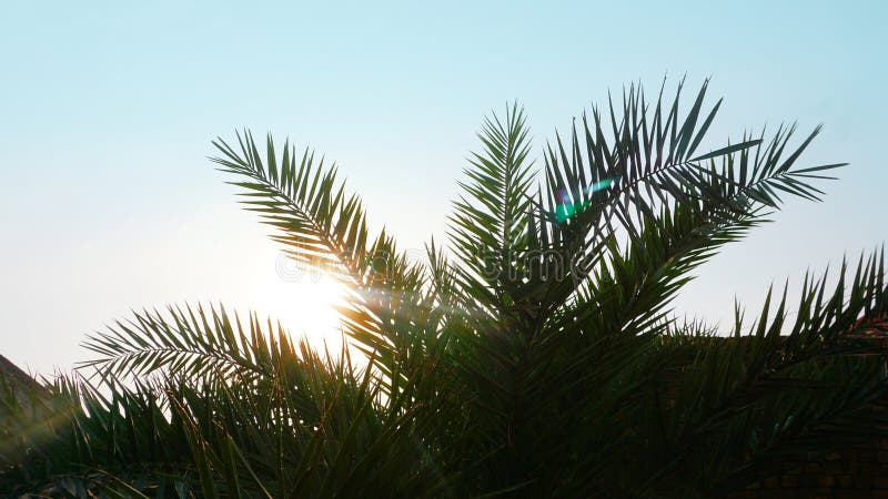 The Date Palm Tree Evening View Stock Image - Image of evening, plam ...