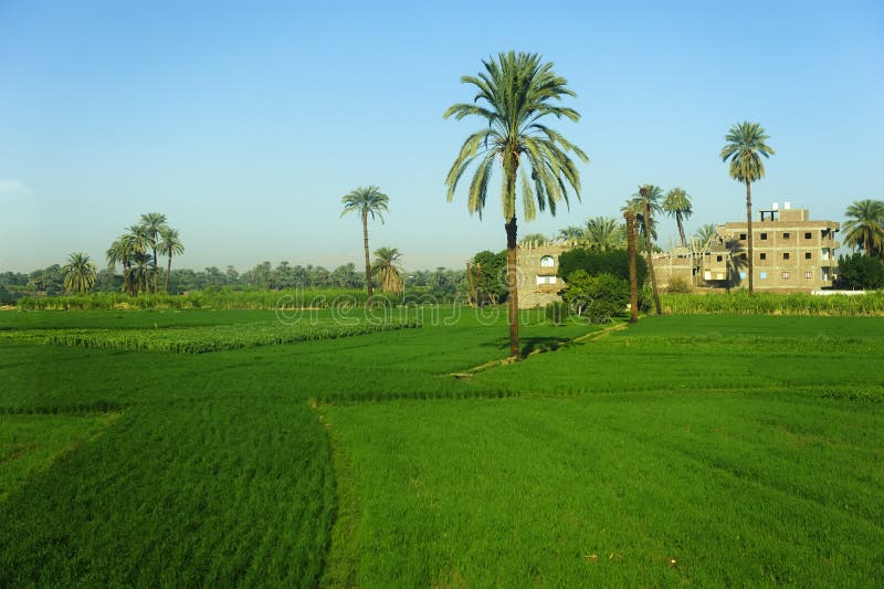 Date Palm Tree in Farm Land Stock Photo - Image of egypt, farm: 46219922