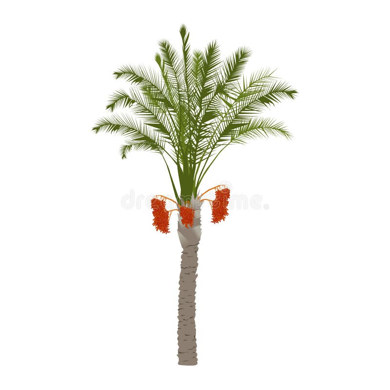Date Palm Tree Drawing Stock Illustrations – 1,025 Date Palm Tree ...