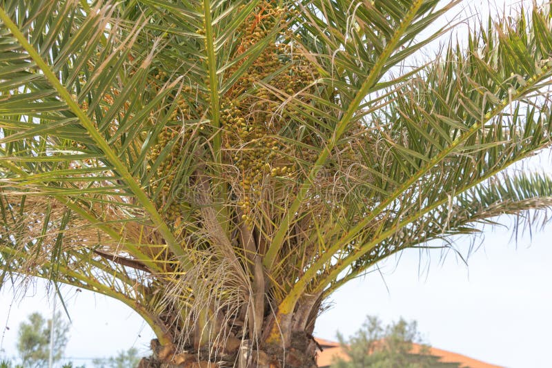 Date Palm Tree in the Garden, Closeup of a Date Palm Stock Image ...