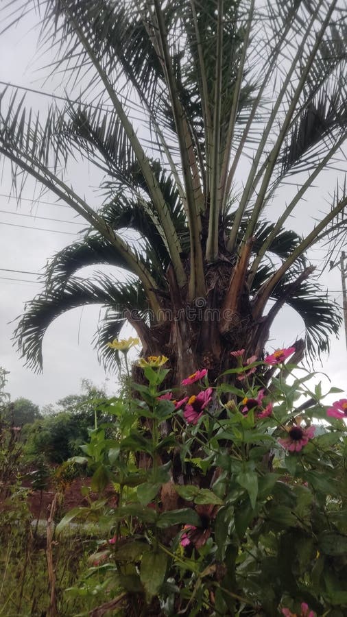 Date Palm Tree Growing in the Yard Stock Image - Image of date, tree ...