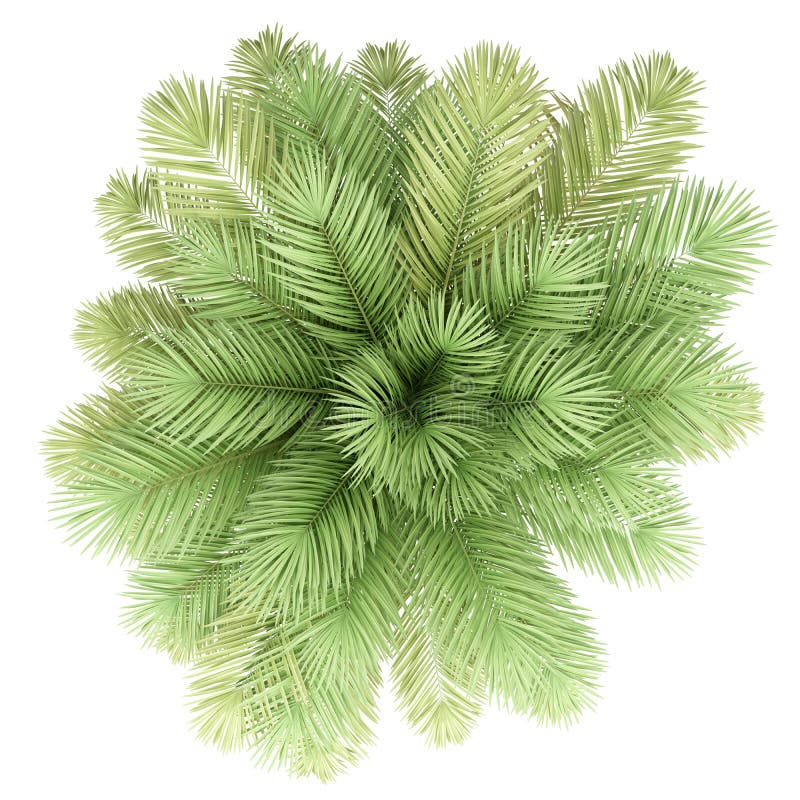 Top View of Date Palm Tree Isolated on White Stock Illustration ...