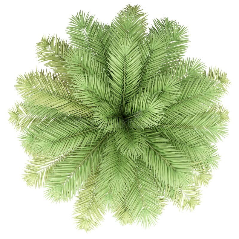 Top View of Date Palm Tree Isolated on White Stock Illustration ...