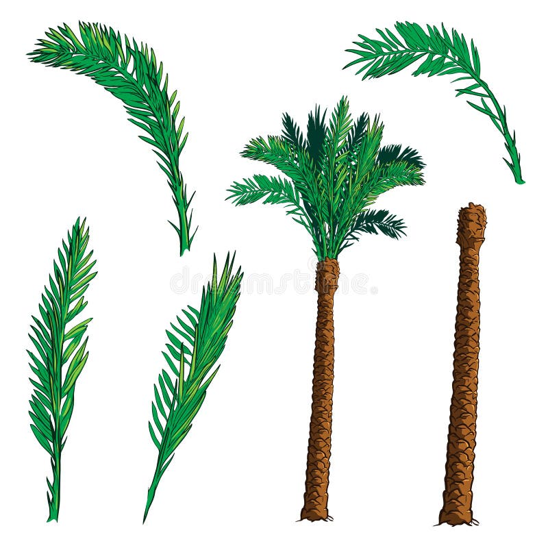 Date Palm tree kit stock vector. Illustration of constructing - 72592914
