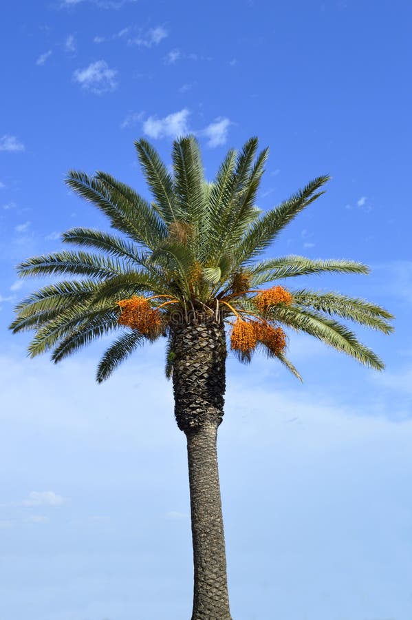Date Palm Tree Latin Name Phoenix Dactylifera Stock Image - Image of ...
