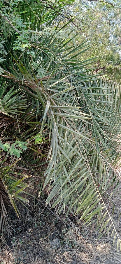 Indian Date Palm Tree and Leaves in the Forest Stock Photo - Image of ...