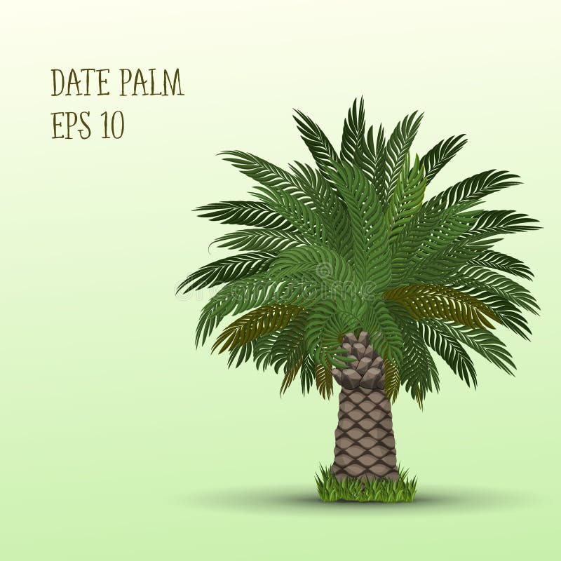 Date palm tree stock illustration. Illustration of leaves - 94365804