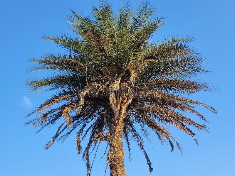 Date palm tree stock photo. Image of shrub, tree, bush - 315688568