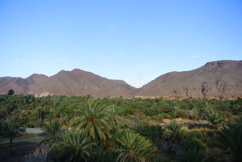 Palm Orchard of a Desert Oasis Stock Photo - Image of oasis, lake ...