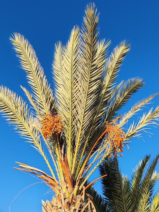 Date Palm Tree Phoenix Dactilyfera Stock Image - Image of fruit, date ...