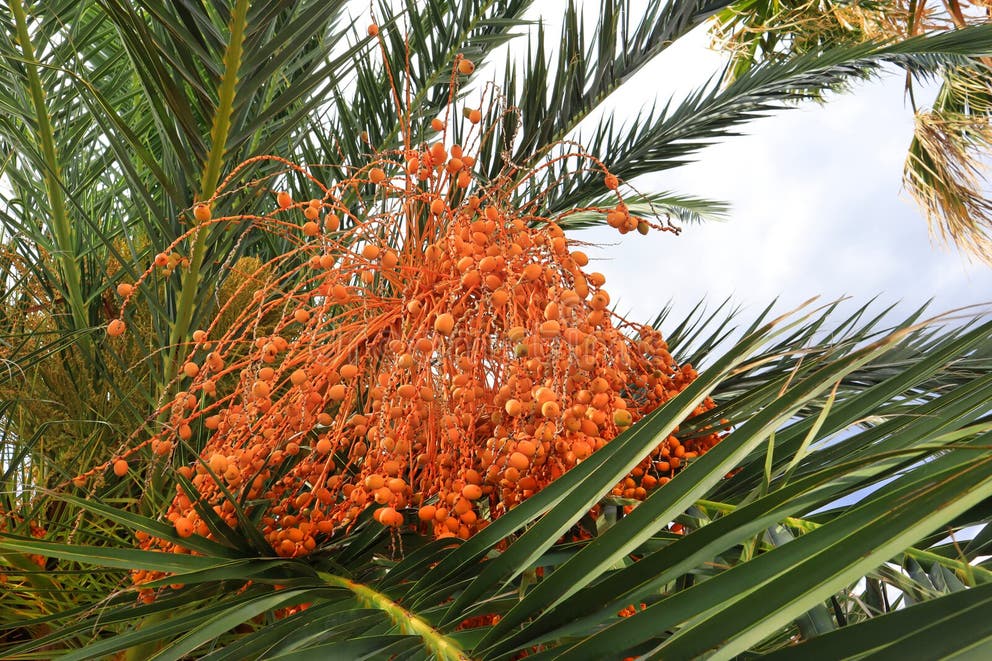 Date Palm Tree or Phoenix Dactylifera Stock Image - Image of tree ...