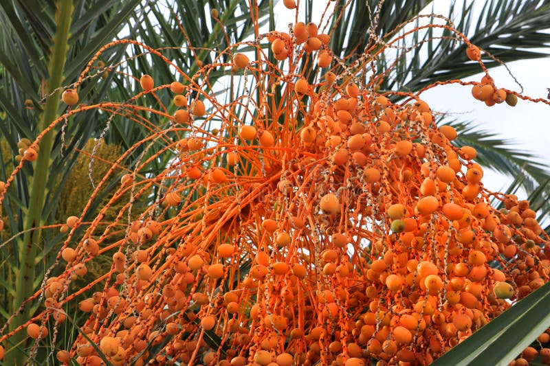 Date Palm Tree or Phoenix Dactylifera Stock Photo - Image of botany ...