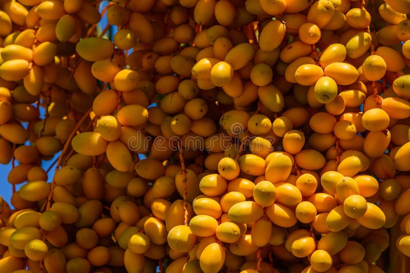 Bunch of Dates on Palm Tree Stock Photo - Image of vacations, sunny ...
