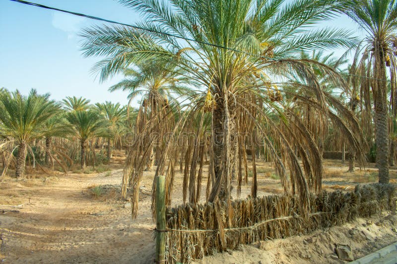 Date Palm Tree Phoenix Dactylifera in a Row in Tunisia, North Africa ...