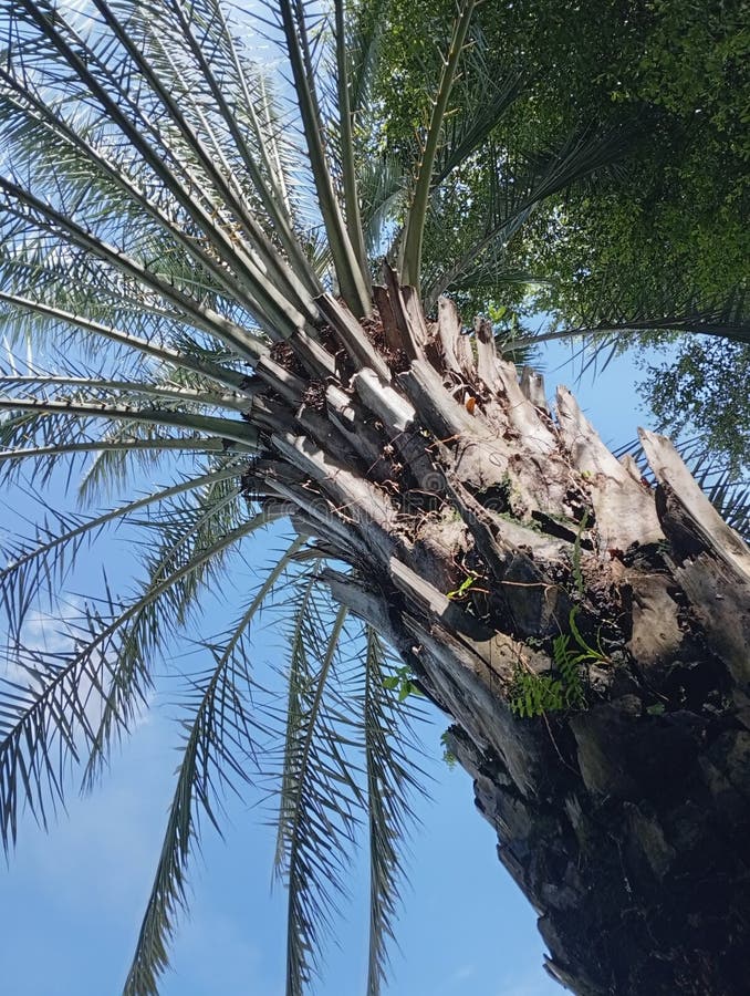 Date Palm Tree. Plants that Come from the Persian Bay Stock Image ...