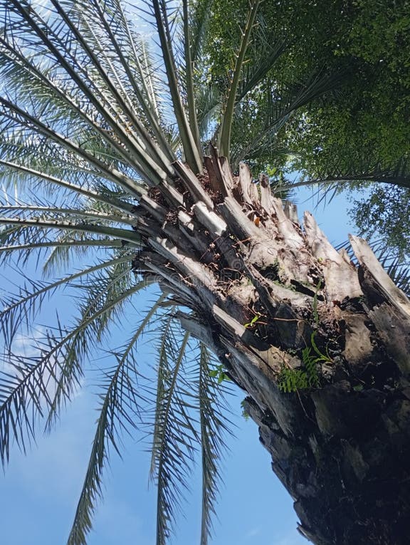 Date Palm Tree. Plants that Come from the Persian Bay Stock Image ...