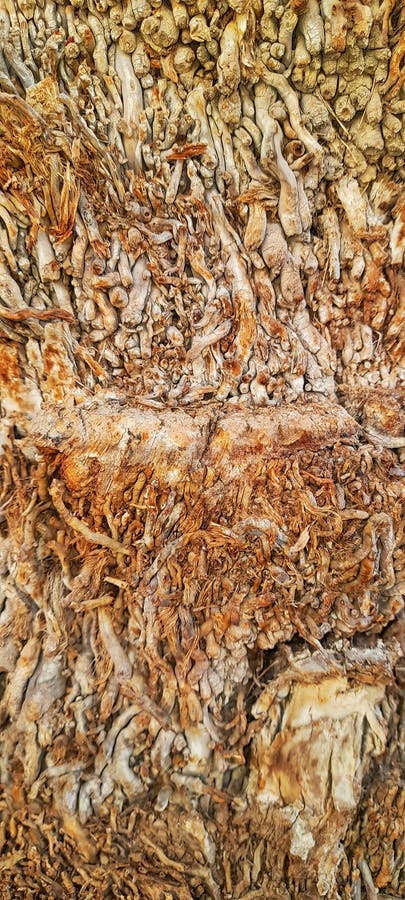 Date Palm Tree Root Pattern Stock Photo - Image of date, leaf: 300051422