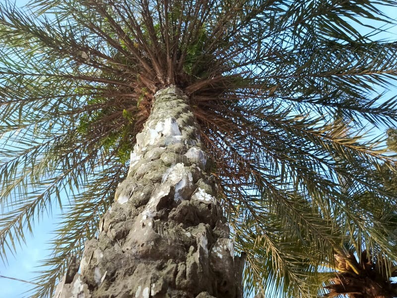 Date Palm Tree in Sheikh Kholil Mosque Stock Photo - Image of mosque ...