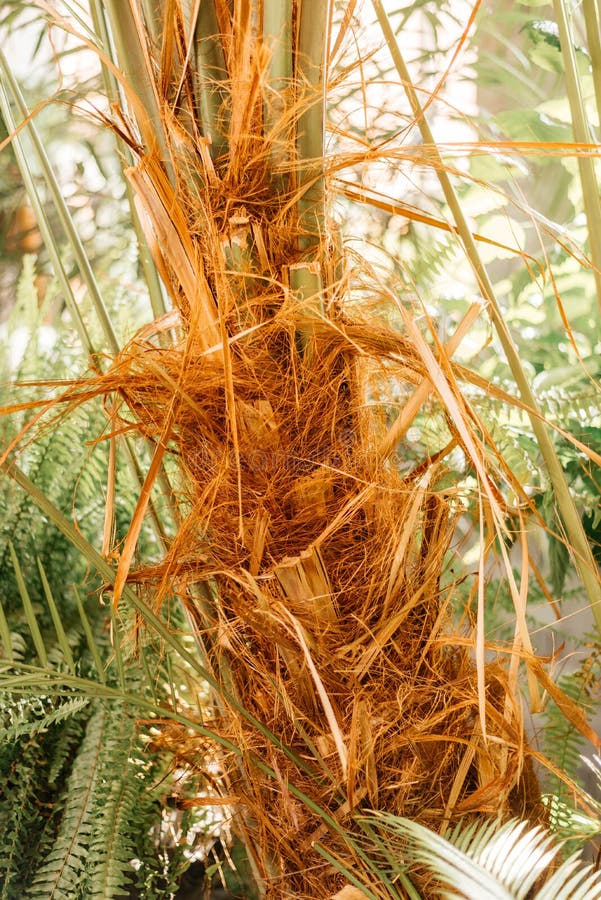 Date Palm Tree Trunk. Date Palm Stock Image - Image of isolated, soil ...