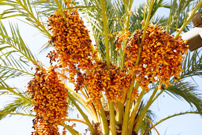 Date Palm Tree with Unripe Dates Stock Photo - Image of tree, summer ...