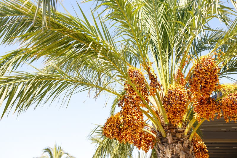 Date Palm Tree with Unripe Dates Stock Photo - Image of vegetation ...