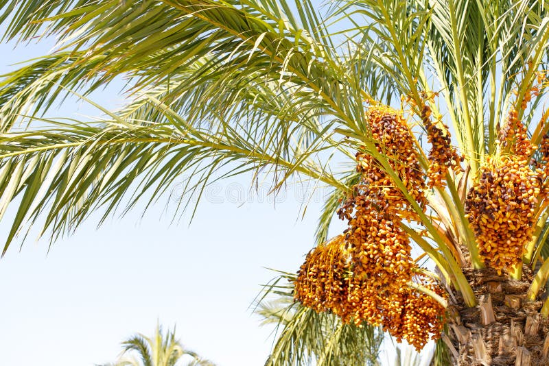 Date Palm Tree with Unripe Dates Stock Photo - Image of gulf, tasty ...