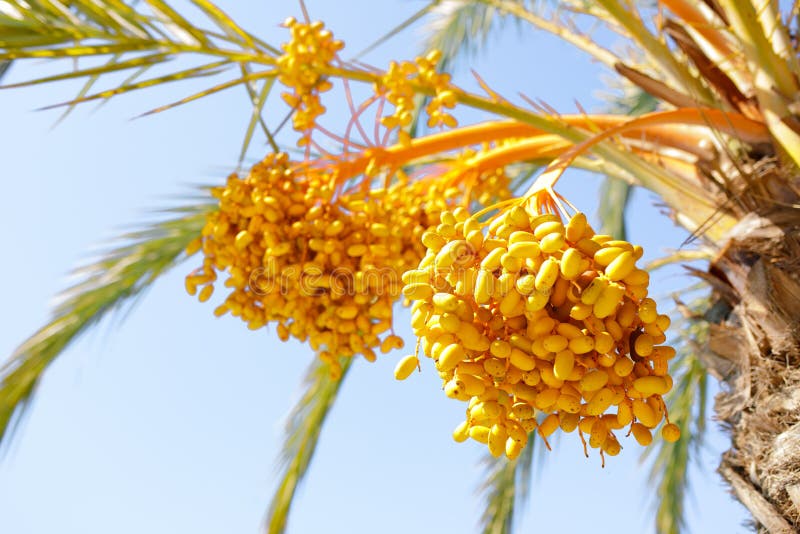 Date Palm Tree with Unripe Dates Stock Image - Image of palm, yellow ...