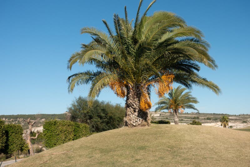 Date palm tree stock image. Image of orange, tree, valenciana - 166764999