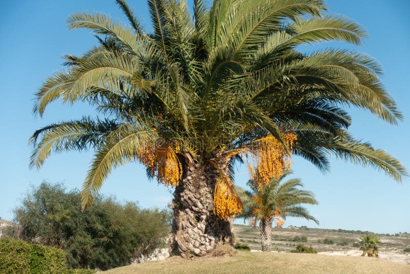 Date palm tree stock photo. Image of date, palm, landscape - 166765354
