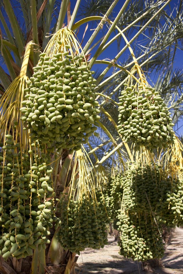 Desert Date Palm Oasis stock image. Image of date, ranch - 24015463