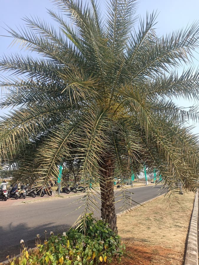 Date Palm Trees in Cibitung Indonesia Stock Image - Image of ...
